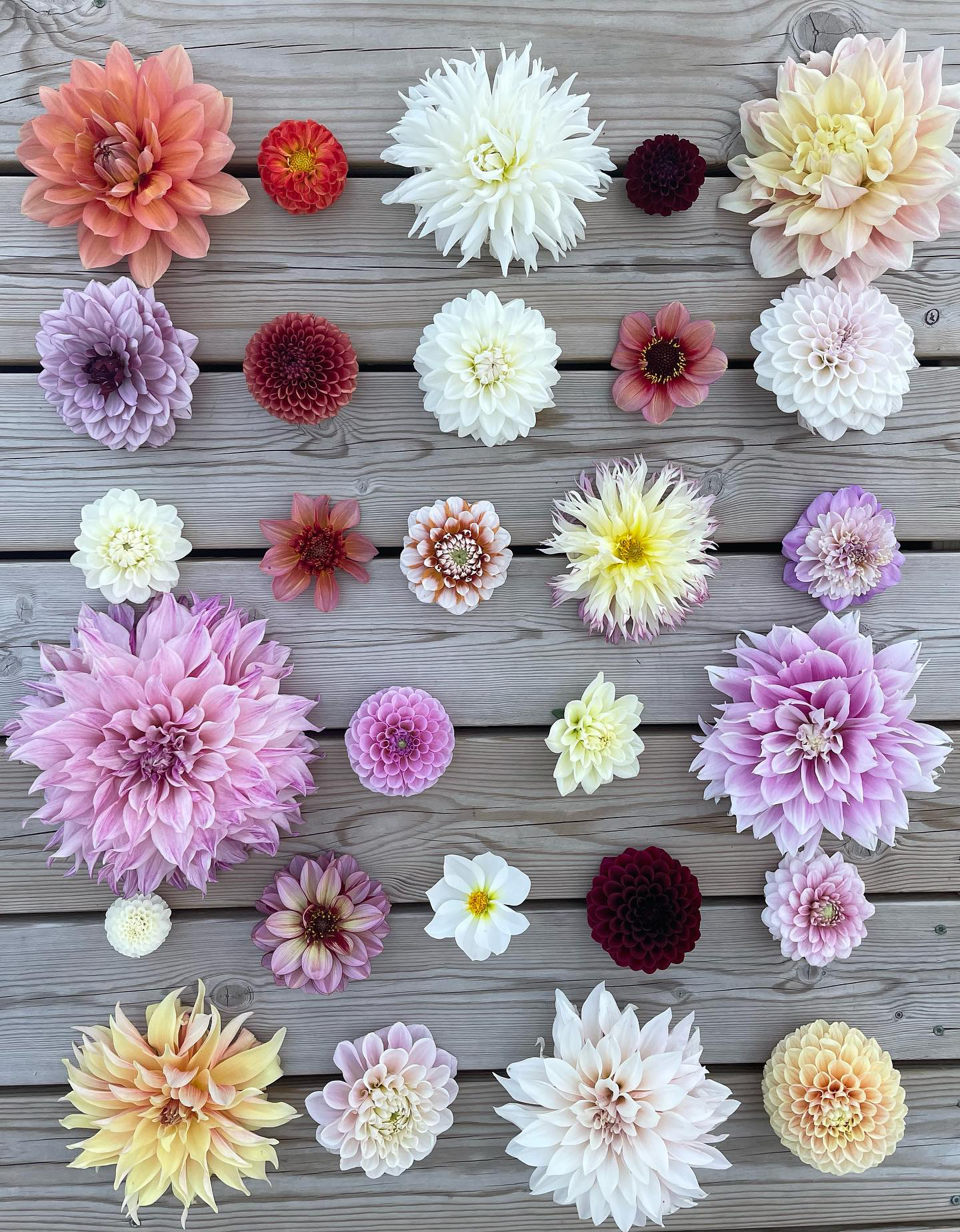 Daaliat - Klorofylliterapiaa