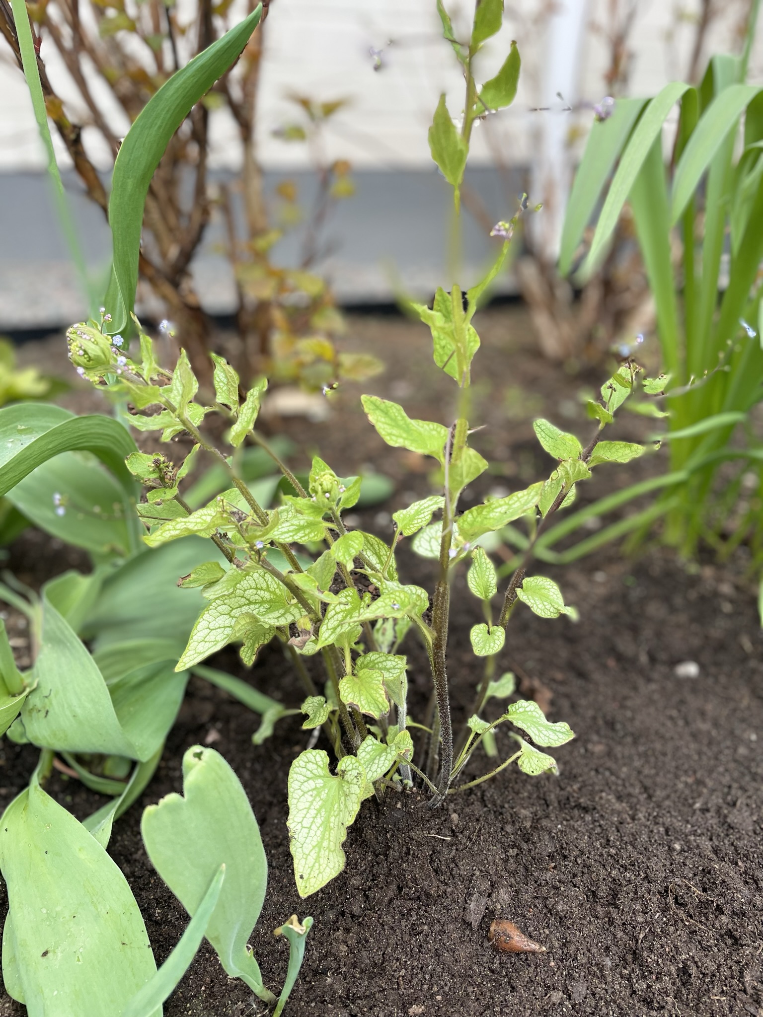 Kasvipenkin keväthoito - Klorofylliterapiaa