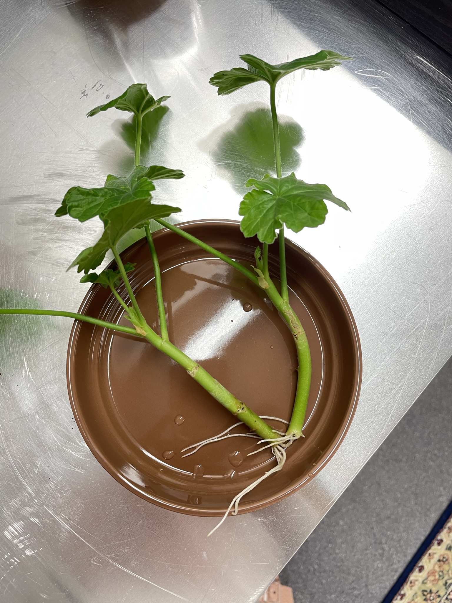 Pelargonin talvetus huoneenlämmössä - Digi Garden - verkkokauppa